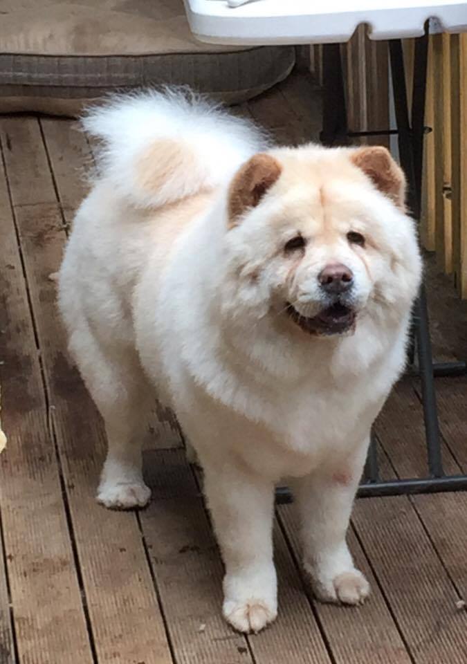 RYNKLS SHAR PEI & CHOW CHOW