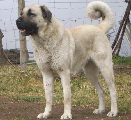 [KUTYAFAJTÁK] Kangal - 282. oldal - Netboard