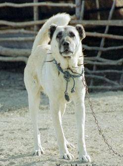 [KUTYAFAJTÁK] Kangal - 282. oldal - Netboard
